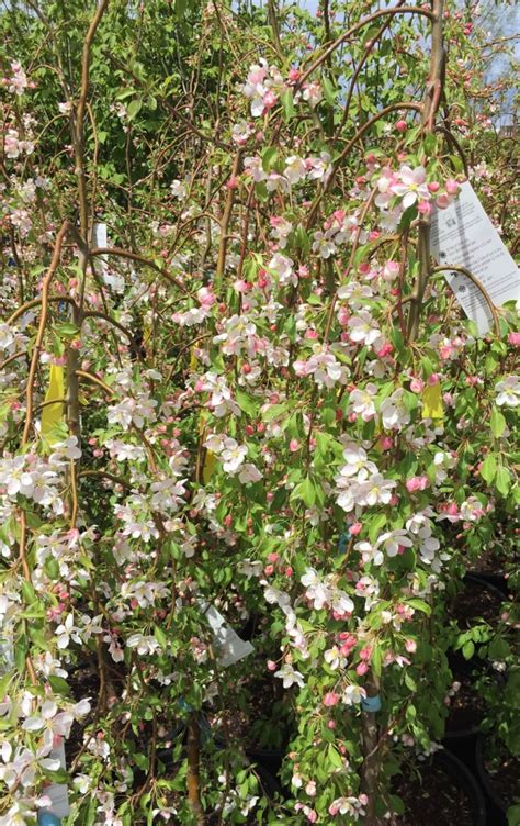 Malus Pendula ‘red Jade Jc Bakker And Sons Ltd