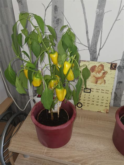 Paprika Pflanze Lässt Blätter Hängen Bildet Aber Kleine Neue Blätter