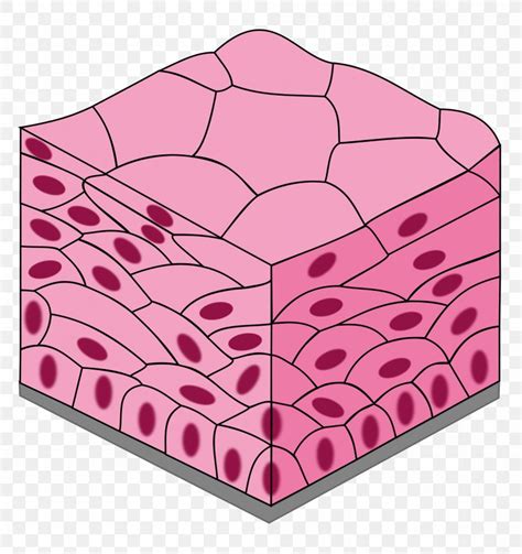 Simple Squamous Epithelium Tissue Diagram