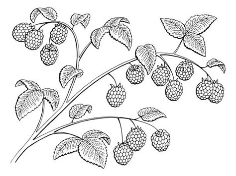 Best Drawing Of The Raspberry Bush Illustrations Royalty
