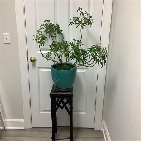 202 Dwarf Umbrella Tree Plant With Pot And Stand