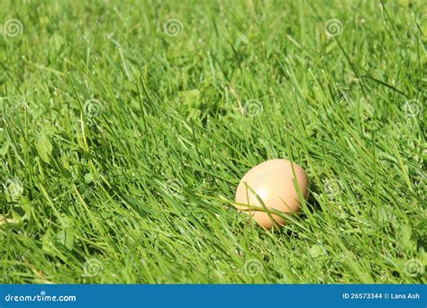 Egg In Grass Stock Images Image 26573344