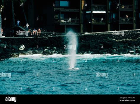 Humpback Whale Megaptera Novaeangliae Whale Spouting In Shallow