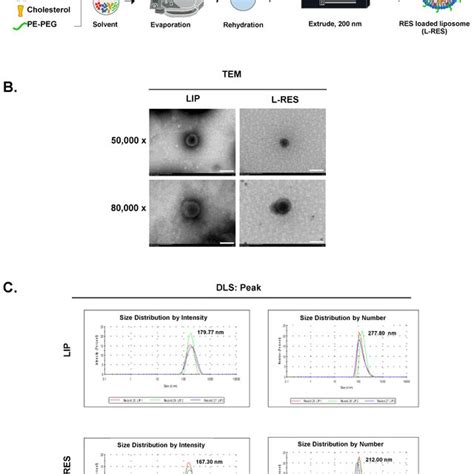 Formulation And Morphology Of Resveratrol Loaded Liposome L Res A Download Scientific
