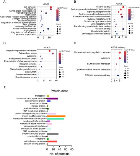 Gene Ontology Go Kegg Pathway Enrichment Of Glycosylated Proteins To