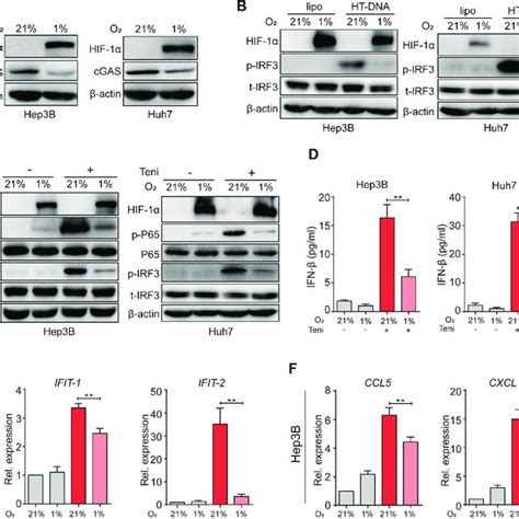 Hypoxia Inhibited Teniposide Induced CGAS STING Activation In Human HCC