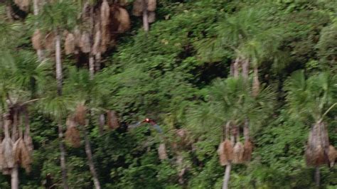 A Hoko Hoko Ono Jungle 2 Jungle Quote