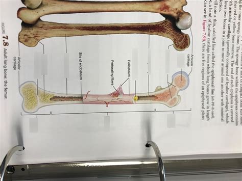 Lab Practical A P Diagram Quizlet