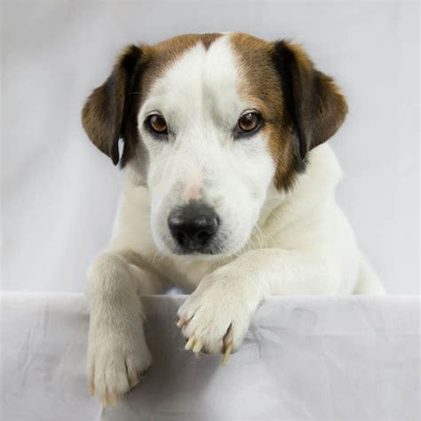 Researchers Found That One Type Of Dog Is Especially Judgmental Of