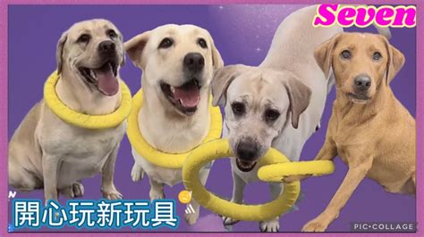 拉布拉多seven老四2022 10 16直播💕labrador Seven寵物拉拉 老四 Queenlee賽文 小迷糊 Youtube