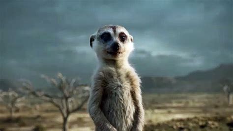 Meerkat Lion King 2019
