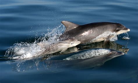 Abundance And Distribution Of Coastal Bottlenose Dolphins