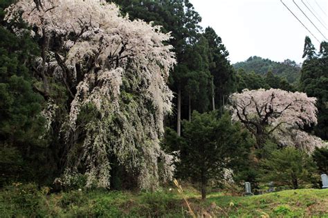 蓮台寺のしだれ桜 長野県長野市