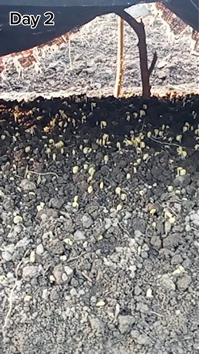 Life Of Bhatmass🌾 Bibek Bs Vlogs Youtube