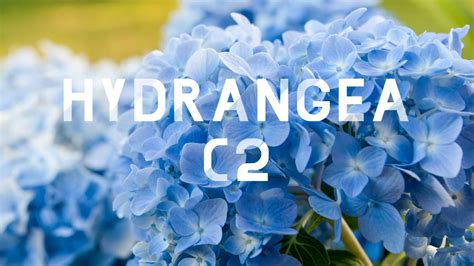 github captain woof hydrangea c2 a cross platform collaborative c2 for red teaming agents