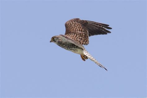 チョウゲンボウ雄 旋回 季節の風