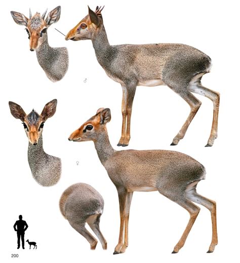 牛科动物图鉴分类（三） 哔哩哔哩