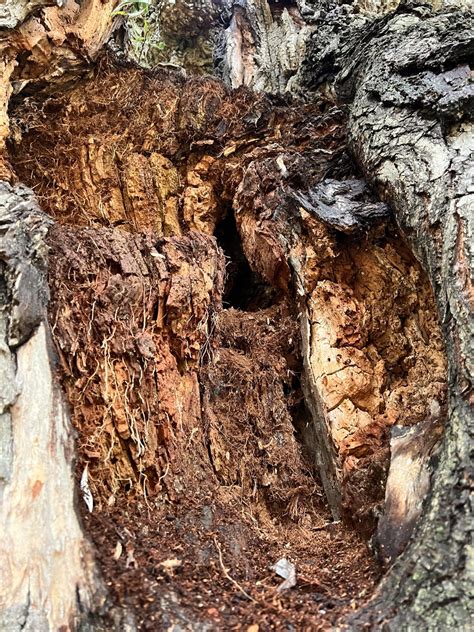 Willow Tree Disease Rarborists