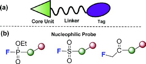 A Structure Of An Abpp Probe Containing Acore Unit Green Alinker Download Scientific