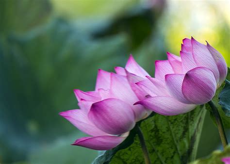 Lotuses Flowers Lotus Pink Free Photo On Pixabay Pixabay