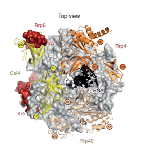 Cipsm Crystal Structure Of An Rna Bound 11 Subunit Eukaryotic Exosome Complex