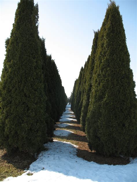 Adore The Structure Of The Paths In The Nurseries