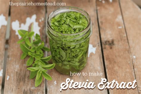 How To Make Stevia Extract The Prairie Homestead