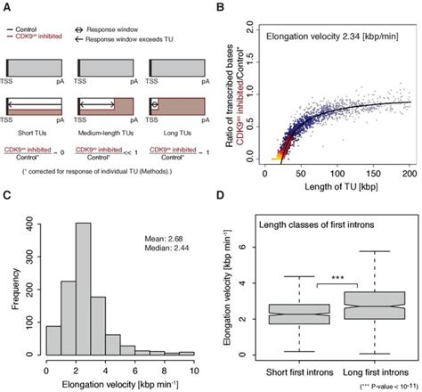 Figures And Data In Cdk9 Dependent Rna Polymerase Ii Pausing Controls