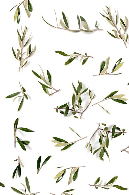 Premium Photo Olive Tree Branches