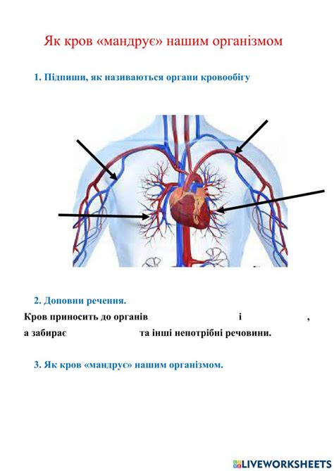 органи кровообігу Online Exercise For Live Worksheets