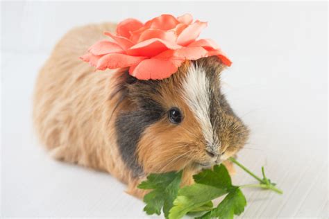 Guinea Pigs Teeth How To Care For Your Pet S Oral Health