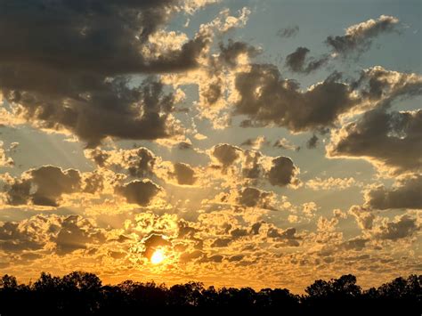 Measurements Western Australia Giant Trees