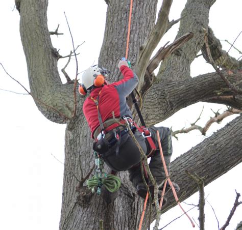 Single Rope For Tree Canopy Access Scott Fraser Training