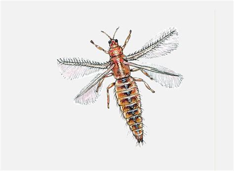 Thripse Thysanoptera Thripidae Insektenbestimmung