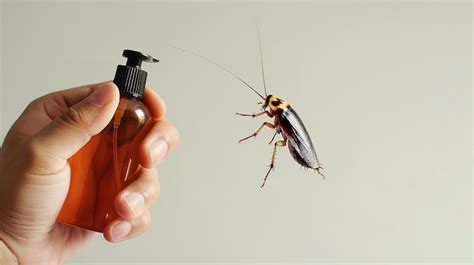 A Cockroach Being Sprayed By Hand With Insecticide Against A Spotless