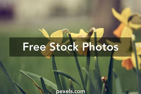 Narcissus Cyclamineus Photos Download The Best Free Narcissus