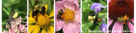 Habitat Gardening For Native Pollinators Sustainable Saratoga