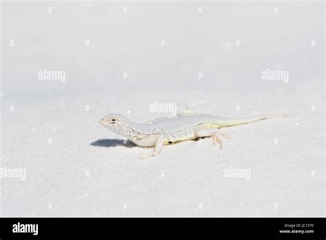 Bleached Earless Lizard Holbrookia Maculata Ruthveni White Sands