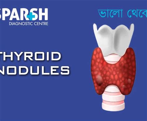 Best Time To Get A Thyroid Function Test And Why It Matters Sparsh Diagnostic Center
