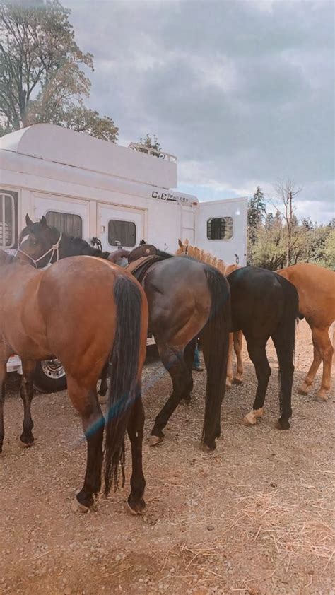 Pin By Lindsey Devore On Horse Horse Life Rodeo Life Dream Horse Barns