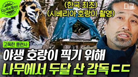 호랑이를 만나기 위해 하염없이 기다린 사진작가 두 달간 긴 잠복 끝에 기다리던 호랑이를 만났다 고독한훈련사 지금꼭볼