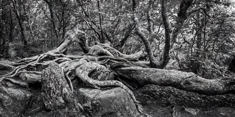 Pics By Poppy · Capture · Twisted Tree