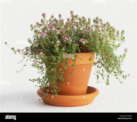 Thymus Flowering Thyme Plant Growing In Terracotta Pot Stems Drooping