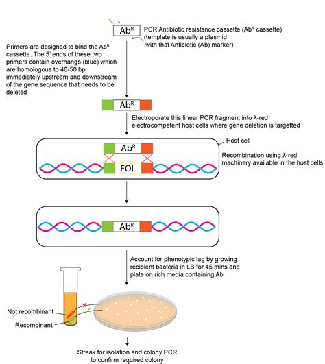 Lambda Red Mediated Recombineering Goldbio