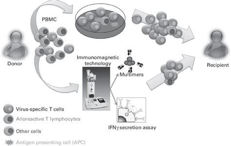 Different Methods For Vst Generation Virus Specific T Cells Are