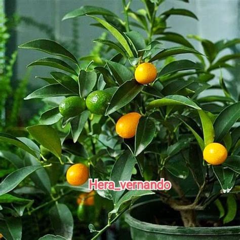 Jual Bibit Jeruk Nagami Sudah Berbuah Lebat Super Okulasi Shopee