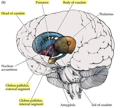 Basal Nuclei Structure Function And Disorders Flashcards Quizlet