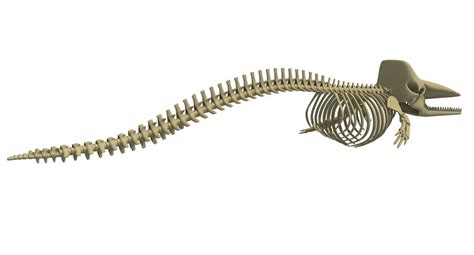 Sperm Whale Skeleton 3d Model Download Marine Mammal On