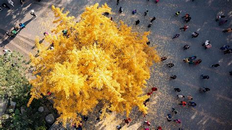 Robert Anderson On Linkedin Ginkgo Trees Nearly Went Extinct Here S