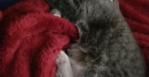 Cuddle Bug Album On Imgur